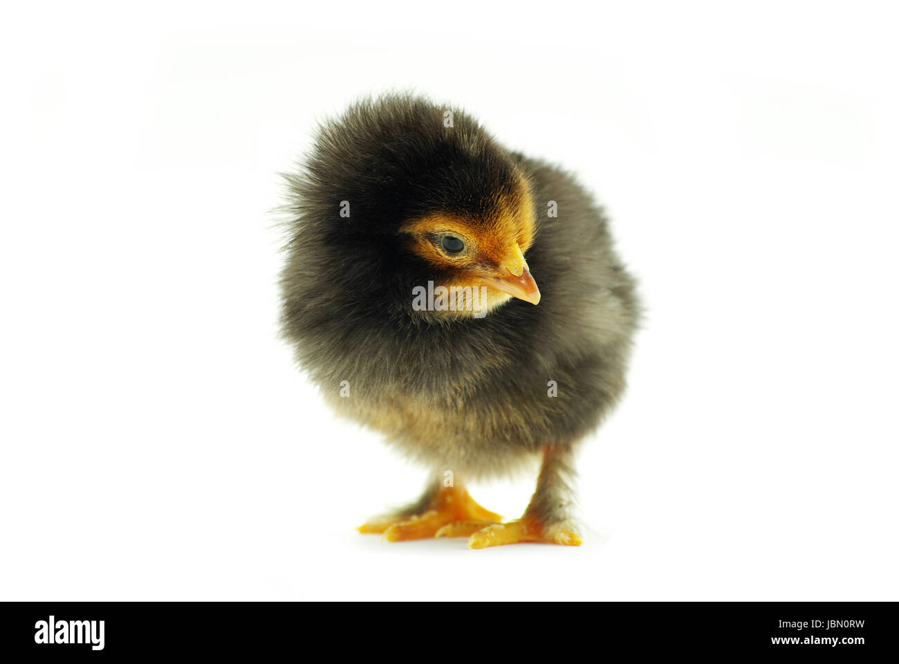Cute little baby chicken isolated on white background Stock Photo - Alamy
