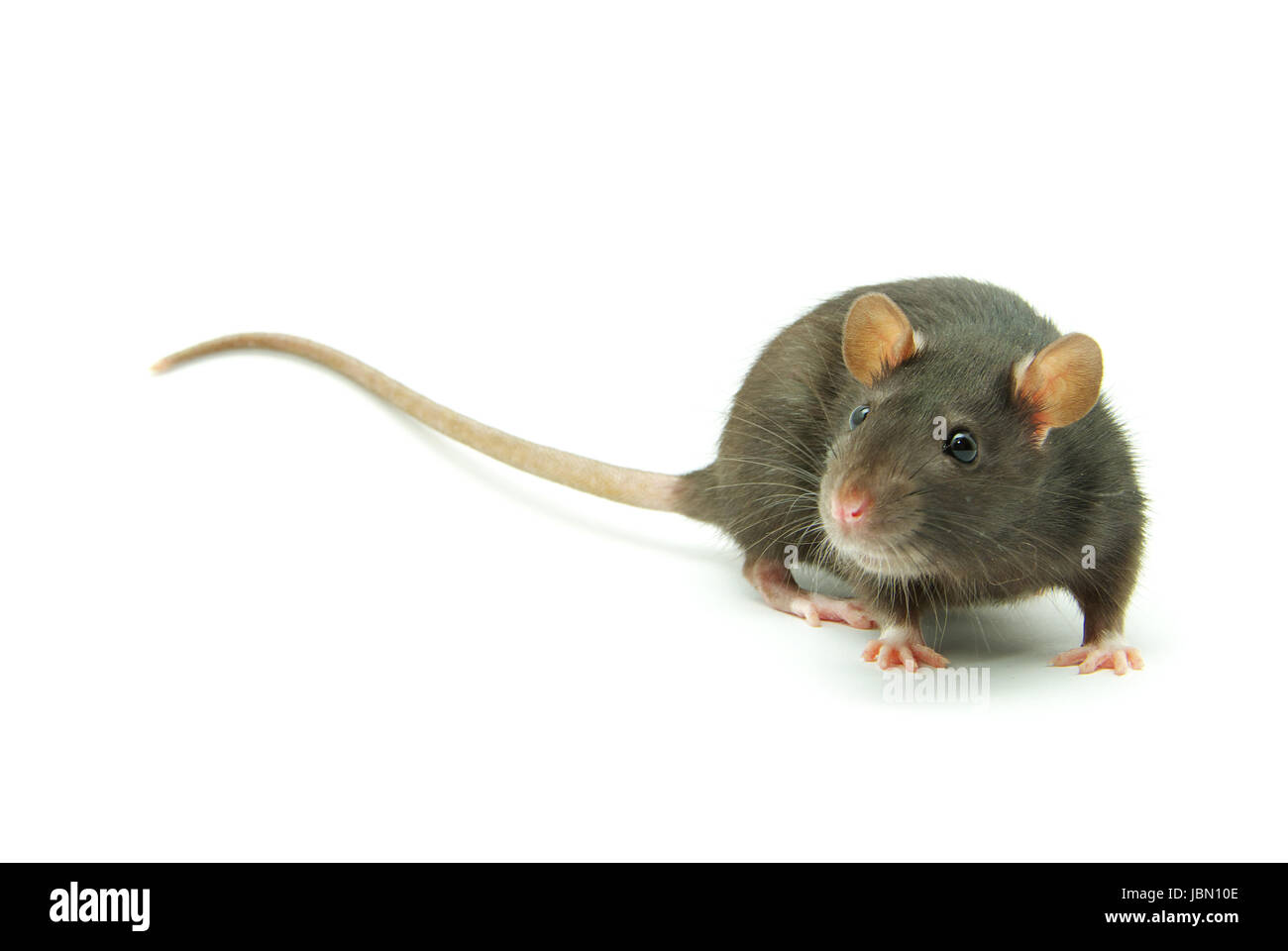 funny rat isolated on white background Stock Photo - Alamy