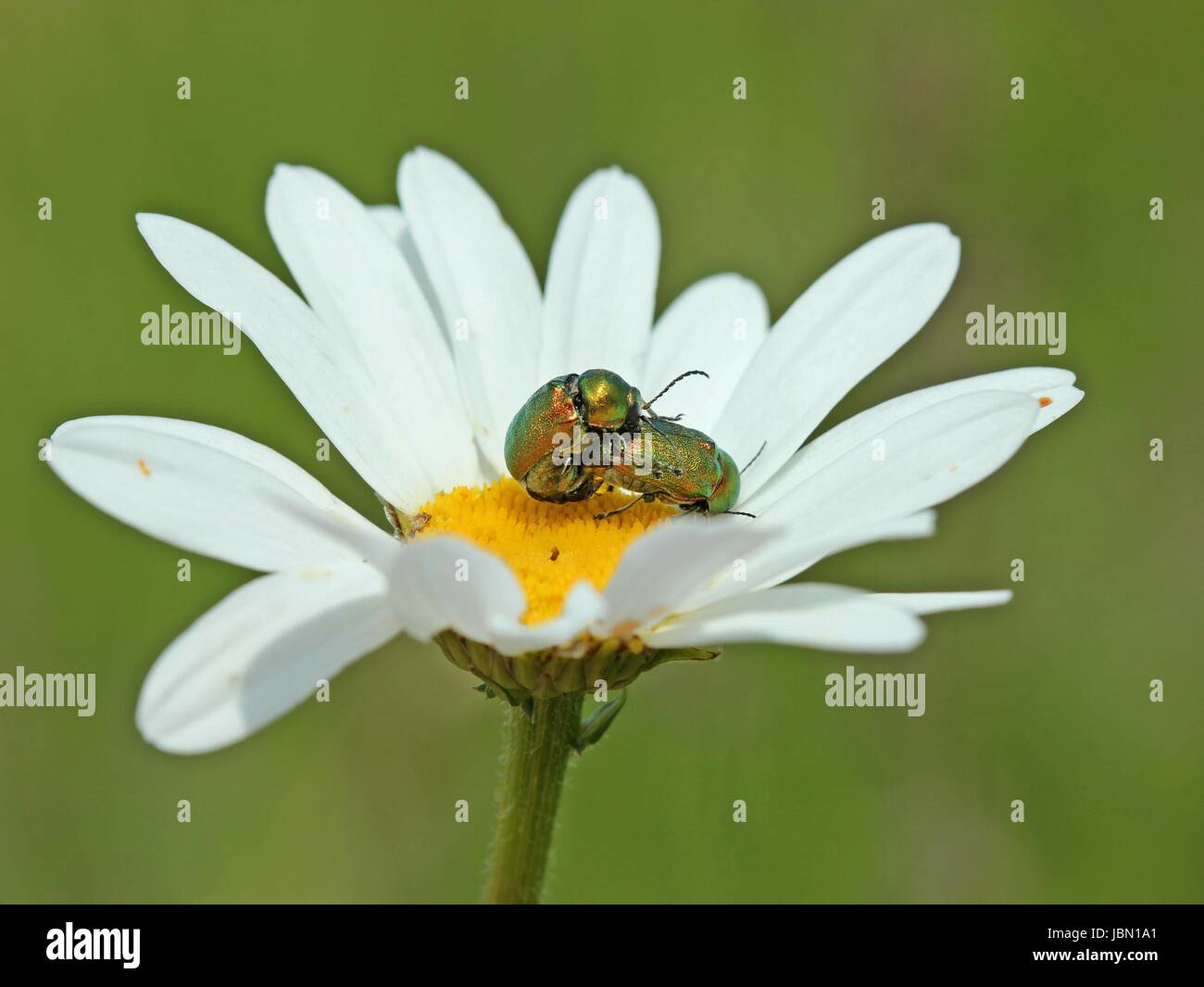 Close up two pale green hi-res stock photography and images - Alamy