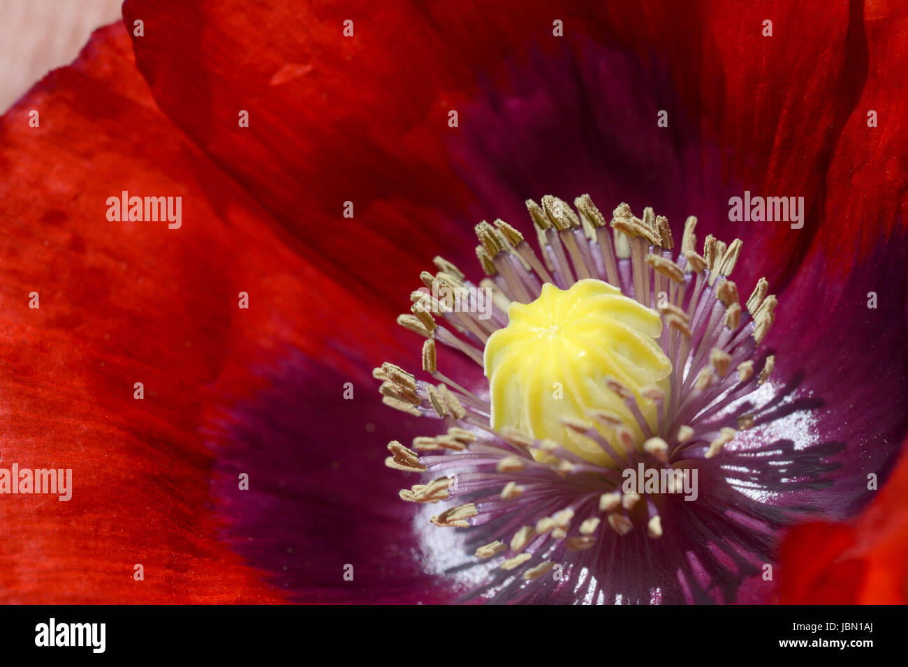 Deep red poppy hi-res stock photography and images - Alamy