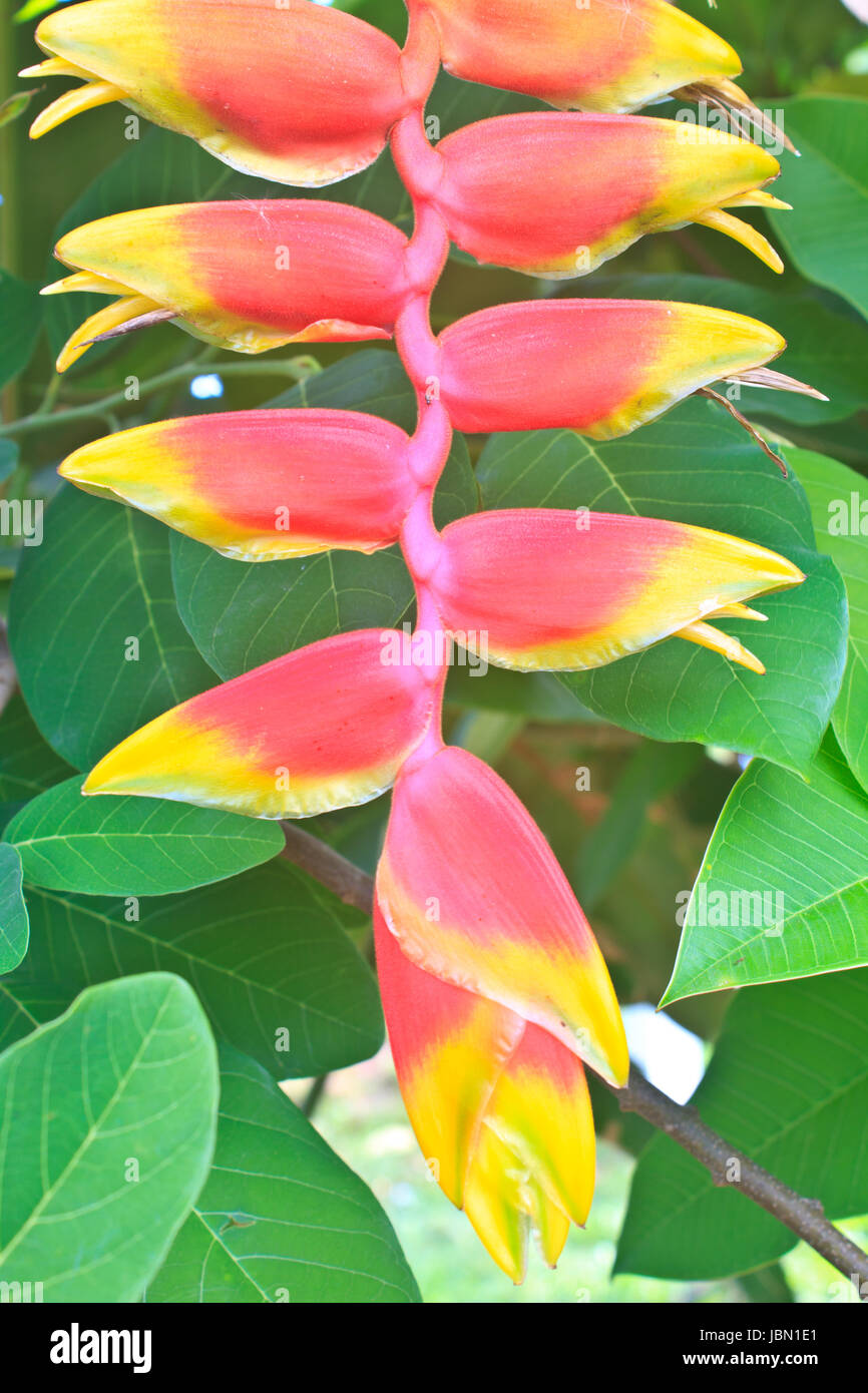 Beautiful Heliconia flower blooming in vivid colors Stock Photo - Alamy