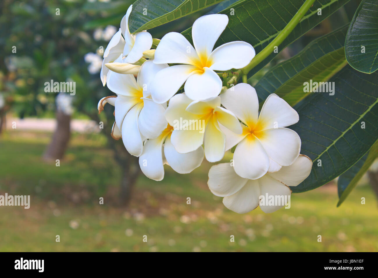 Branch of tropical flowers frangipani (plumeria) in garden Stock Photo ...
