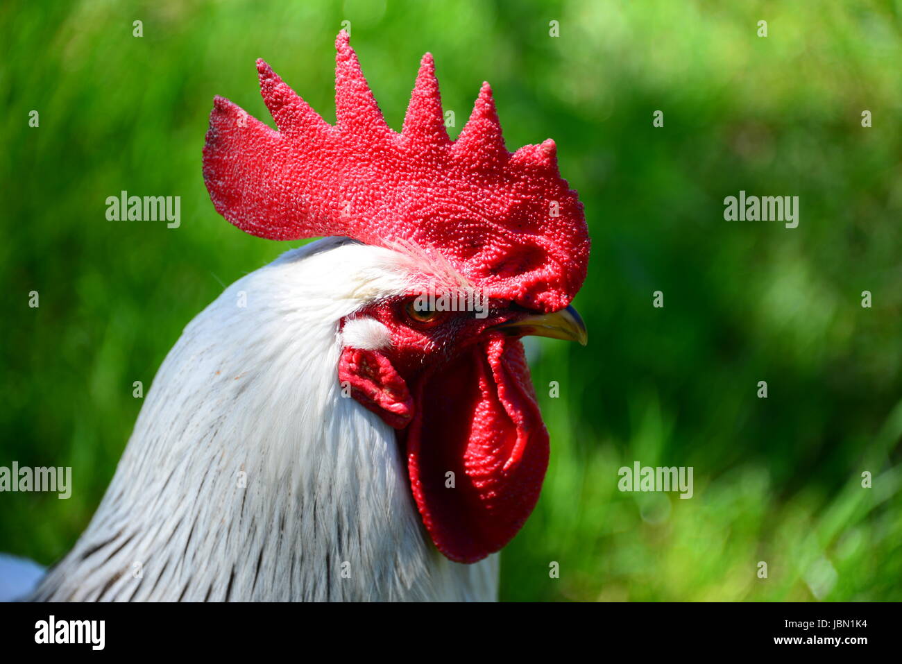 huhn / hahn / henne on the meadow Stock Photo - Alamy