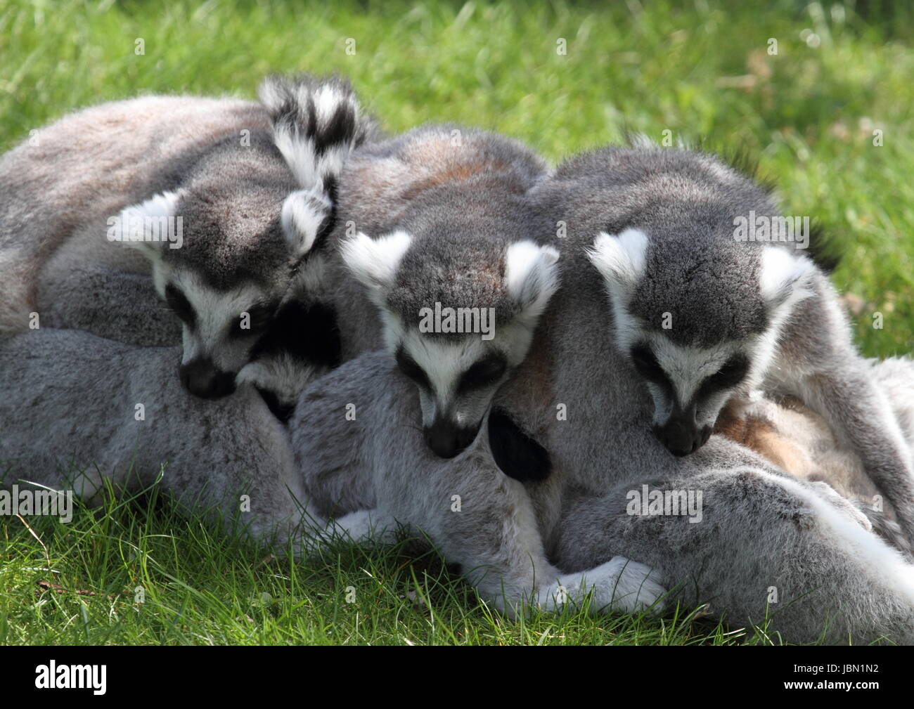 cuddle three katta maki's Stock Photo - Alamy