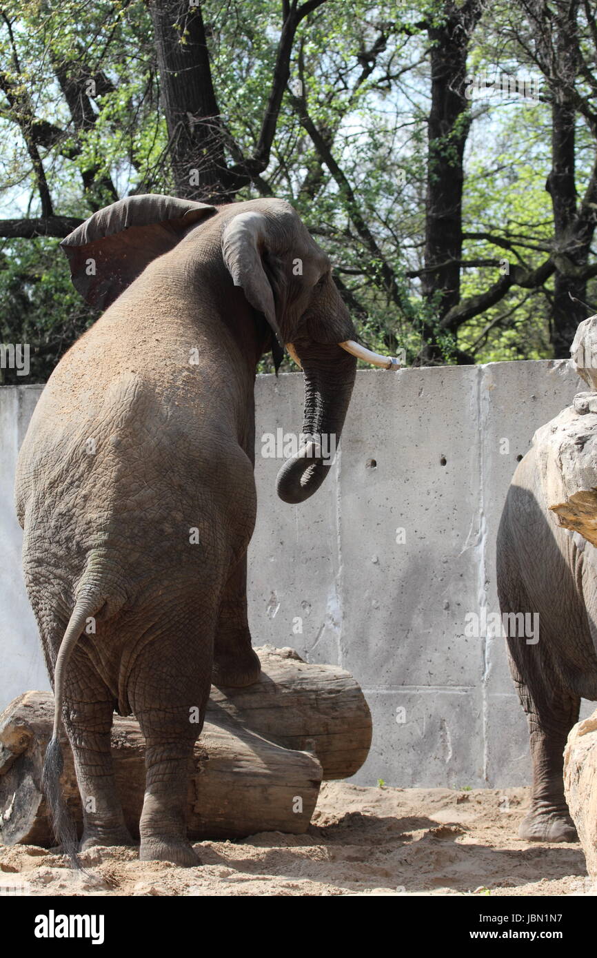 curious elephant looking over wall Stock Photo - Alamy