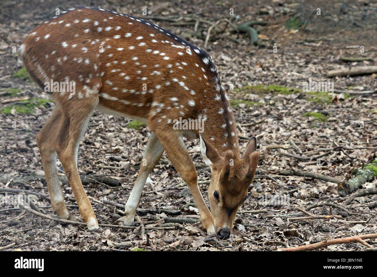 Hirschart hi-res stock photography and images - Alamy