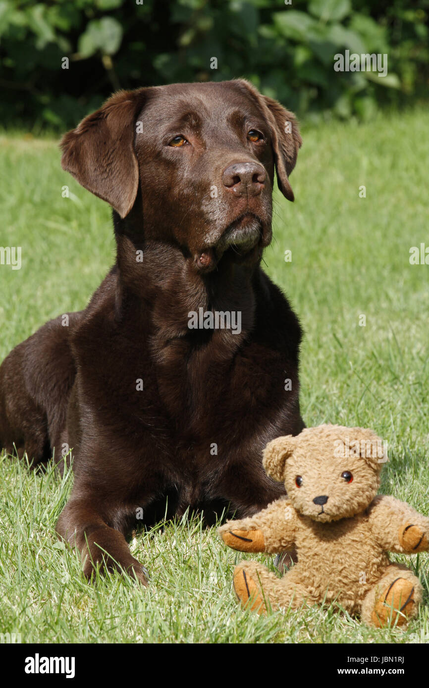 Labrador und Teddybär Stock Photo - Alamy