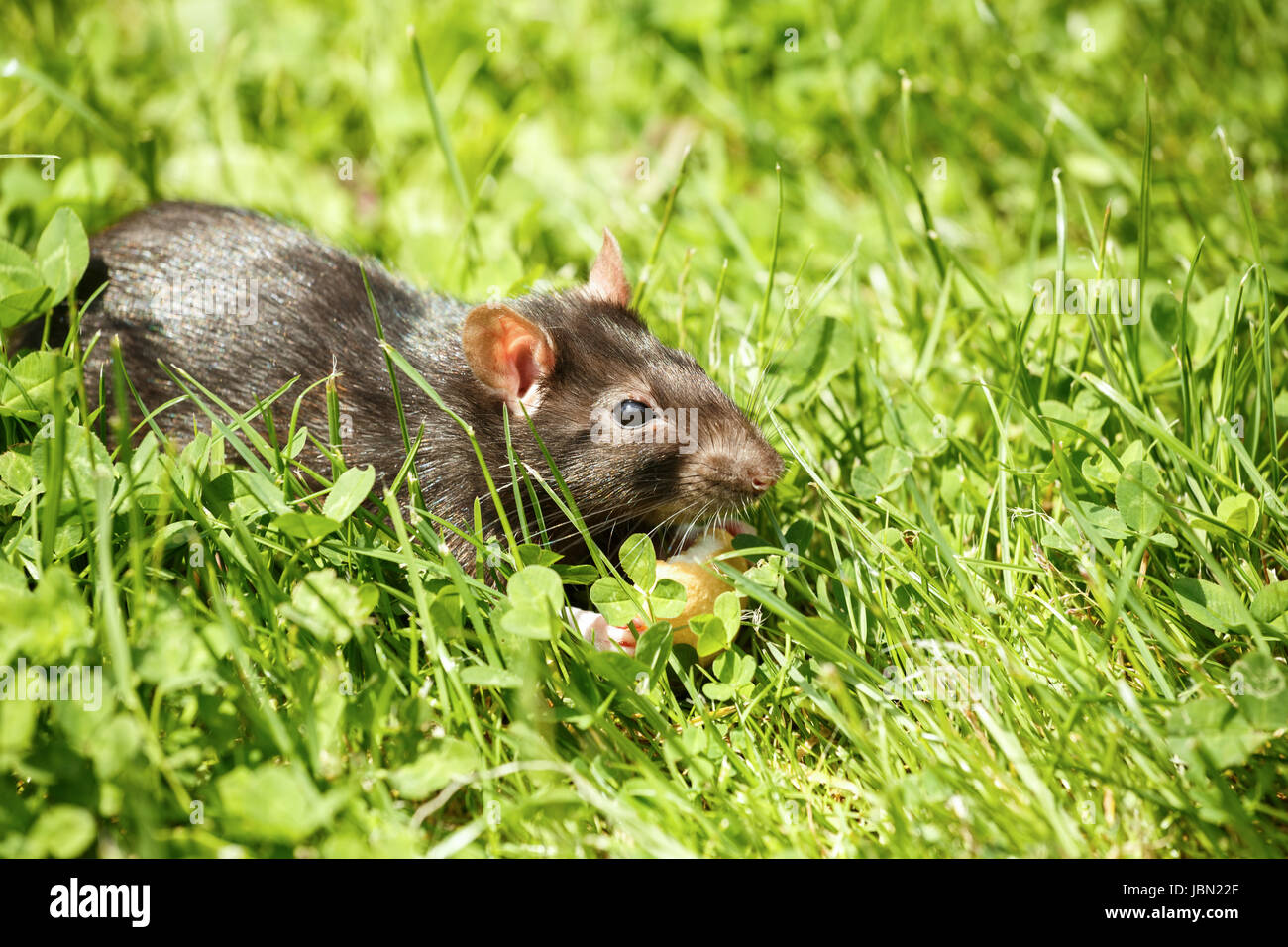 rodent pet rat eating cake outdoor in grass Stock Photo - Alamy