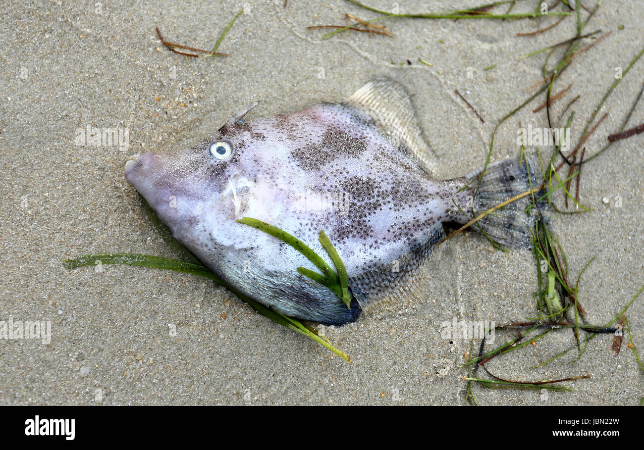 Dead fish lying on the sand on the beach Stock Photo - Alamy