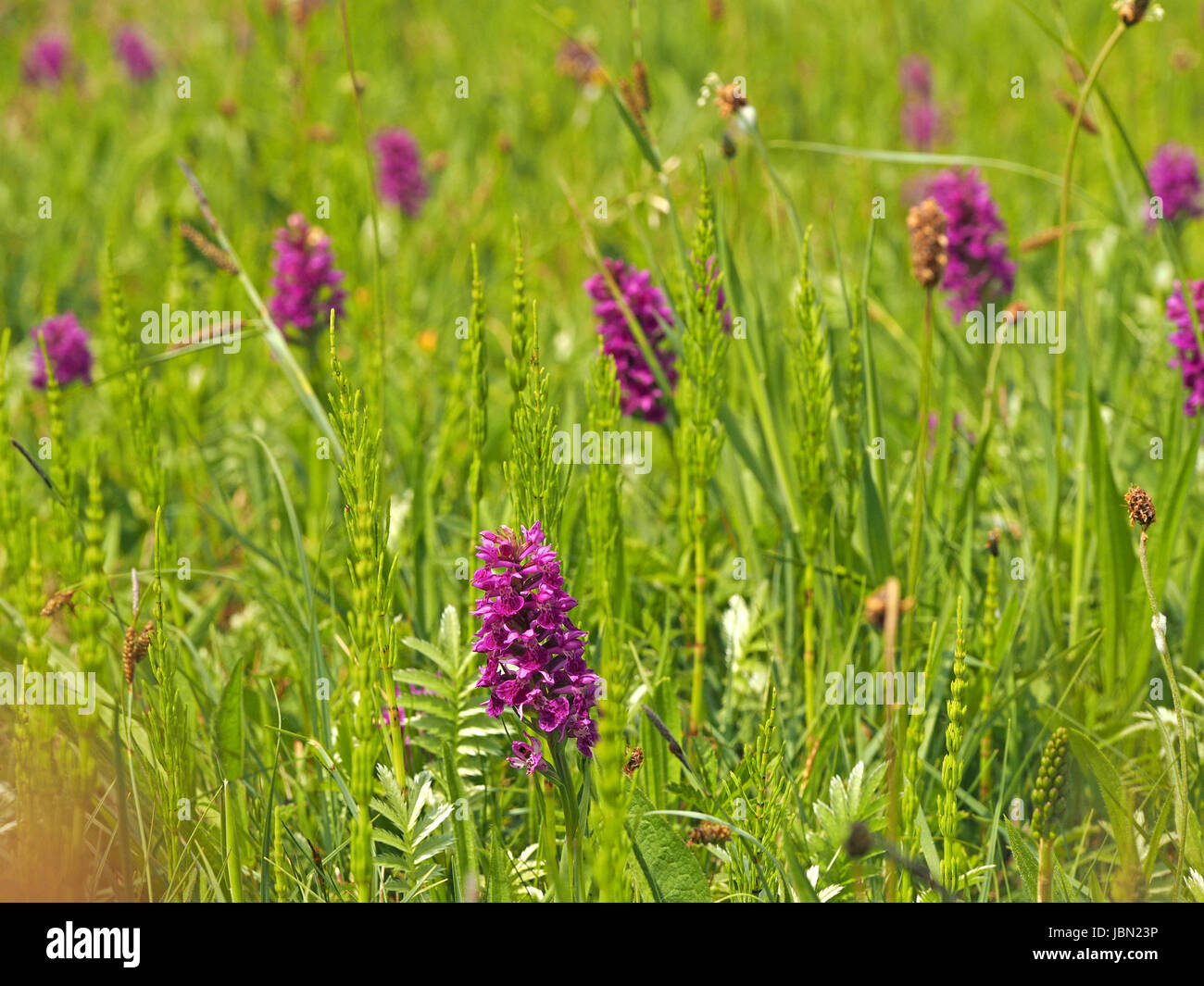 Northern Marsh Orchid (Dactylorhiza purpurella) growing wild on ...