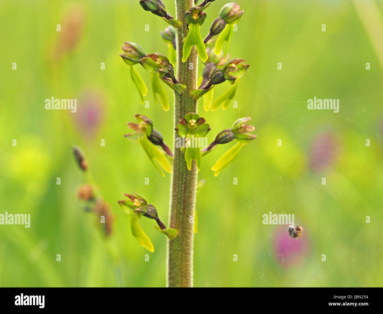 flower detail of easily overlooked Common Twayblade (Neottia ovata ...
