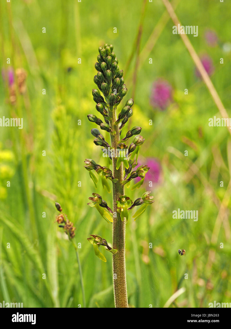 single flowerspike of easily overlooked Common Twayblade (Neottia ovata ...