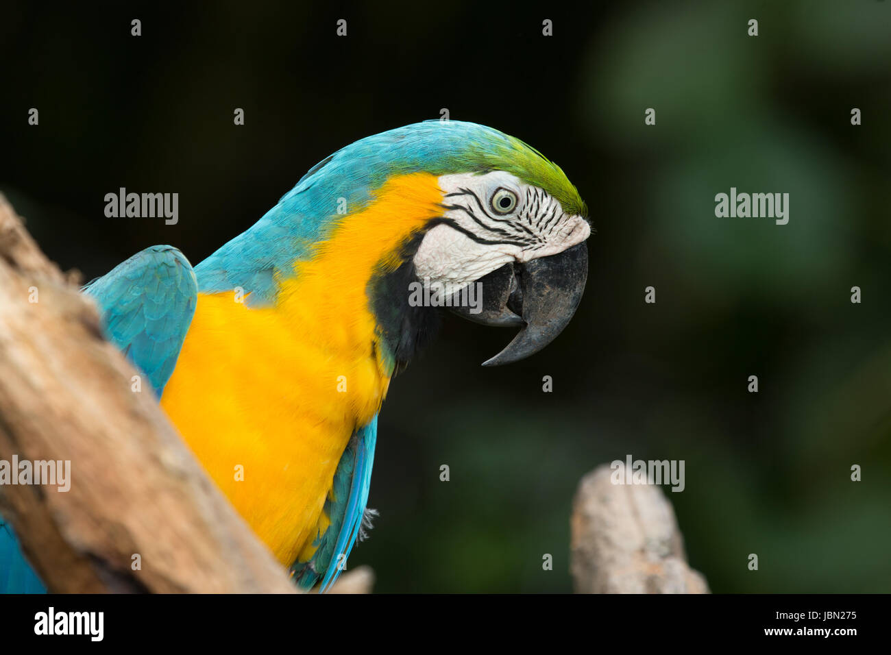 parrot bird sitting on the perch Stock Photo - Alamy