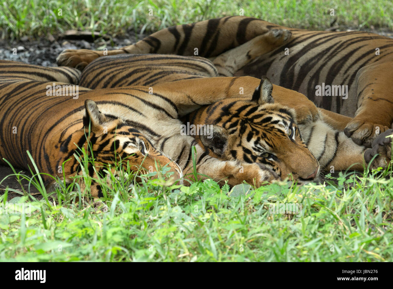 Tiger sitting in grass Stock Photo - Alamy