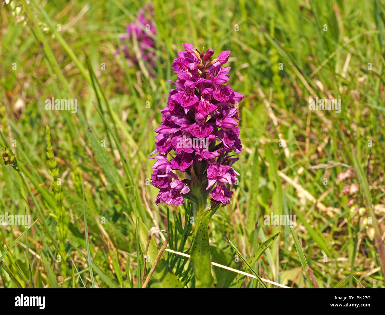 Northern Marsh Orchid (Dactylorhiza purpurella) growing wild on ...