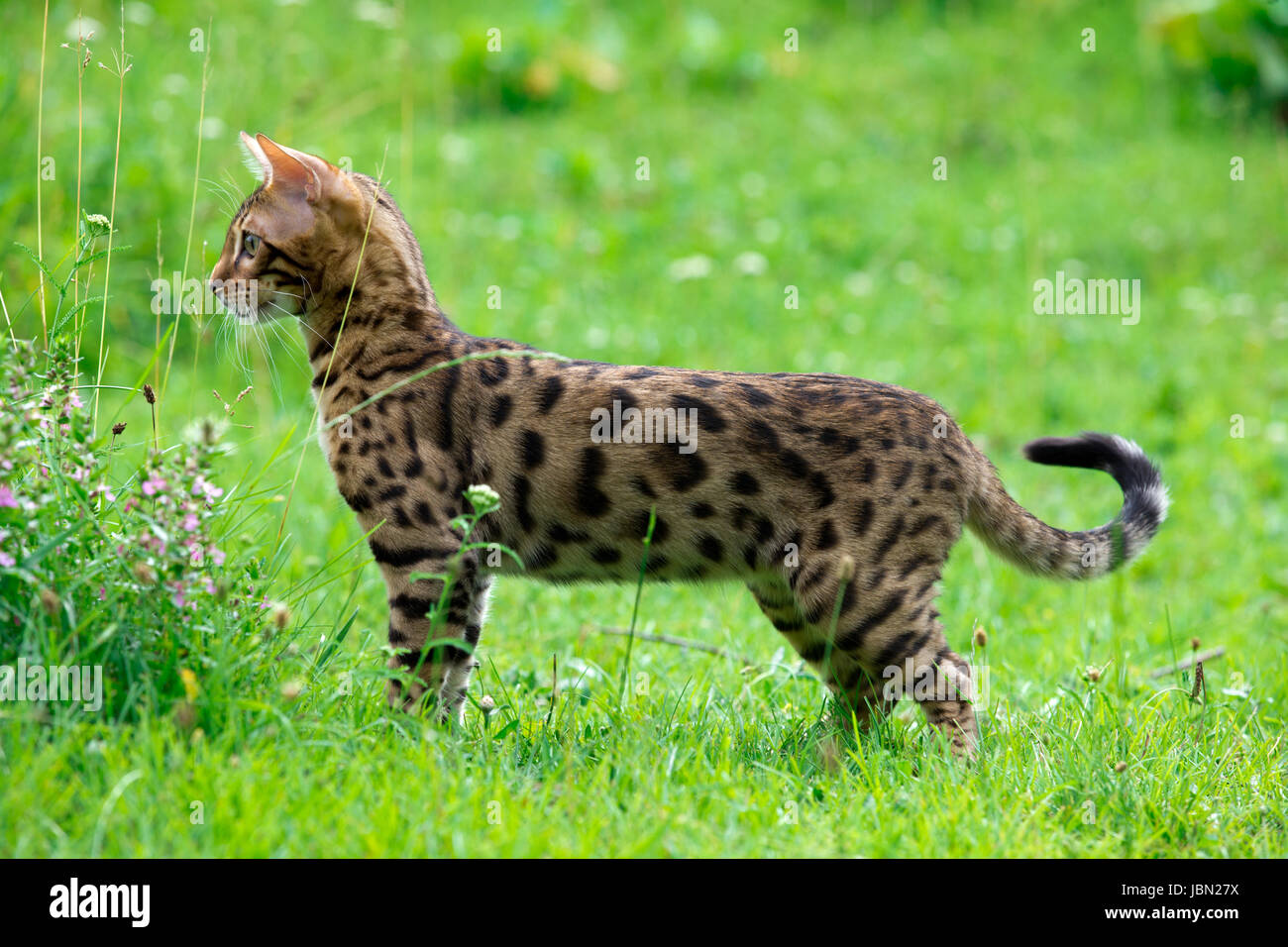 The cat runs on a lawn Stock Photo - Alamy