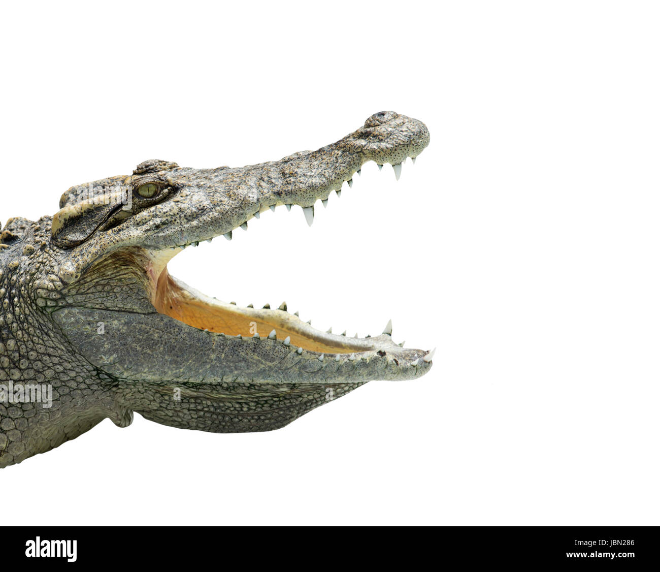 Close up of an Alligator Stock Photo - Alamy