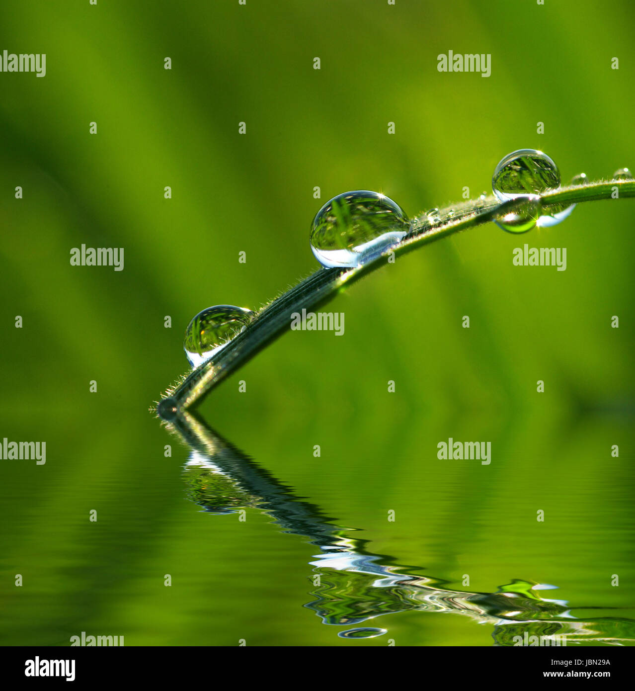 Dew drop on a blade of grass Stock Photo - Alamy