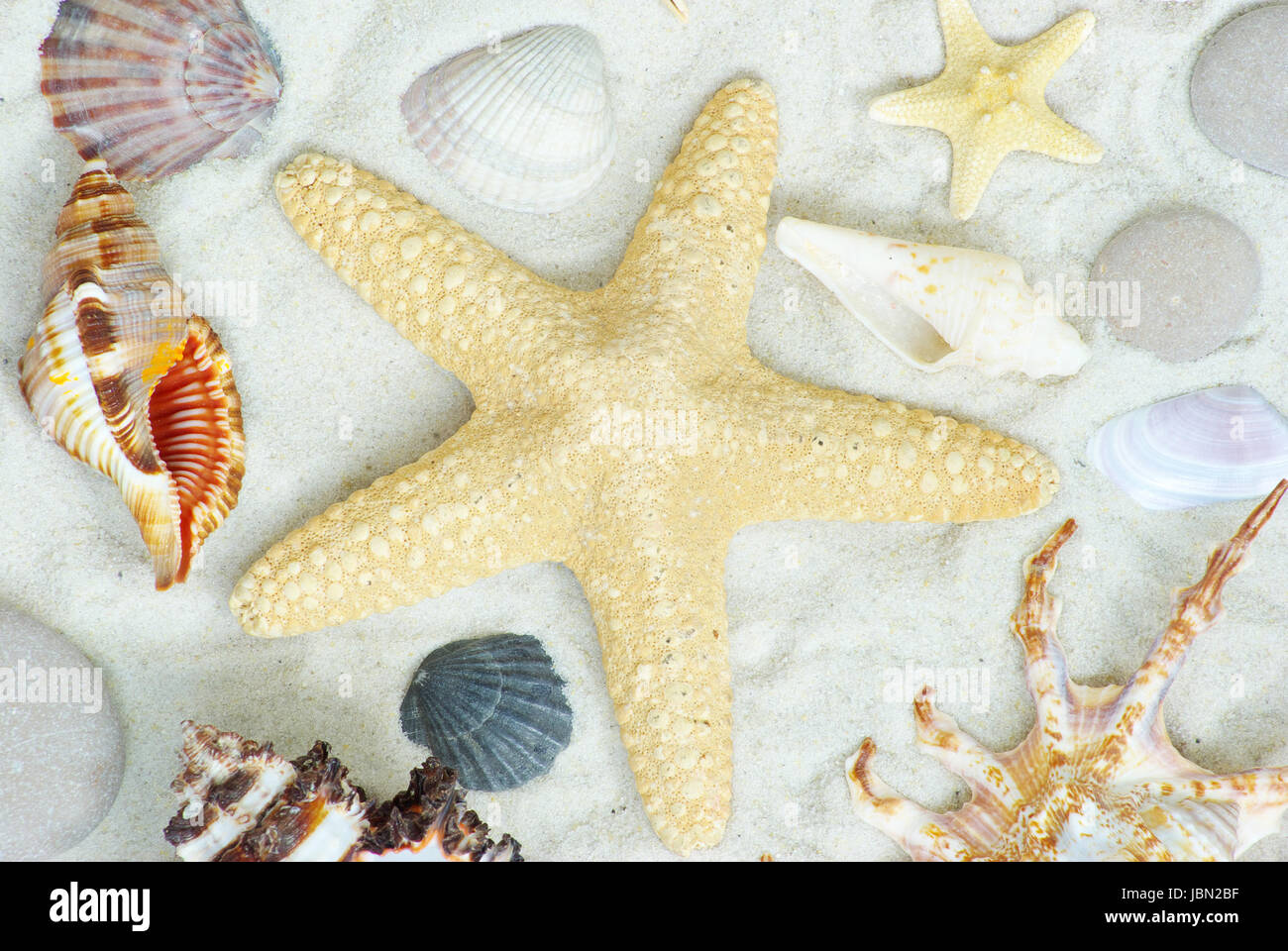 starfish and shells on the beach Stock Photo - Alamy