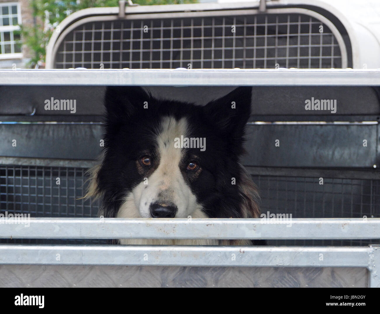 working sheepdog looking out of back of trailer on farm in Cumbria ...