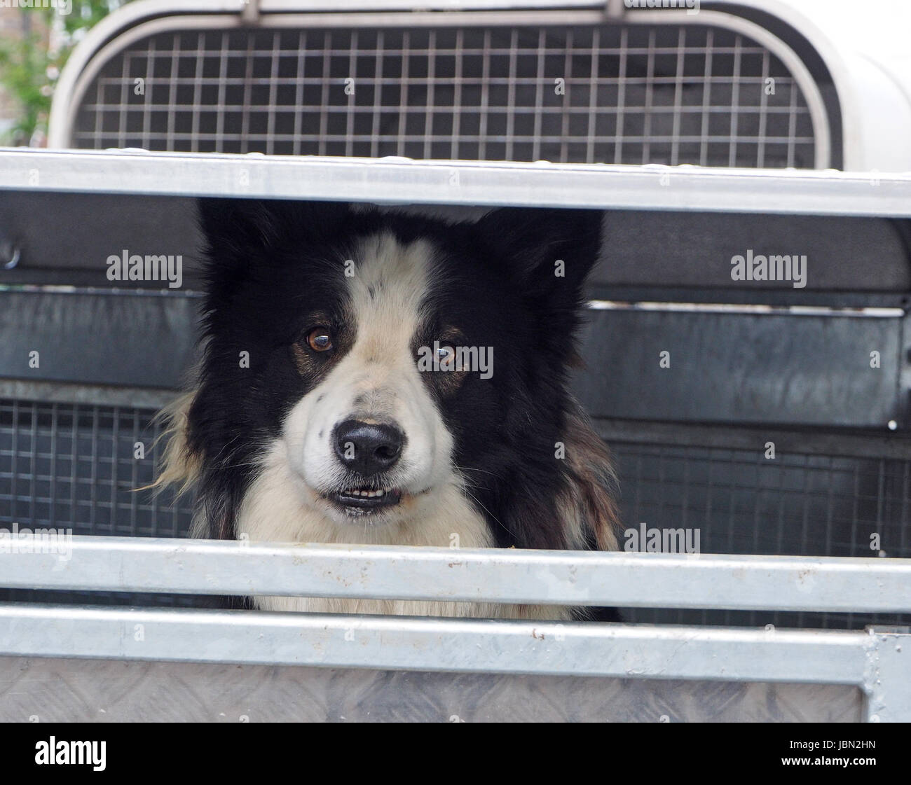 working sheepdog looking out of back of trailer on farm in Cumbria ...