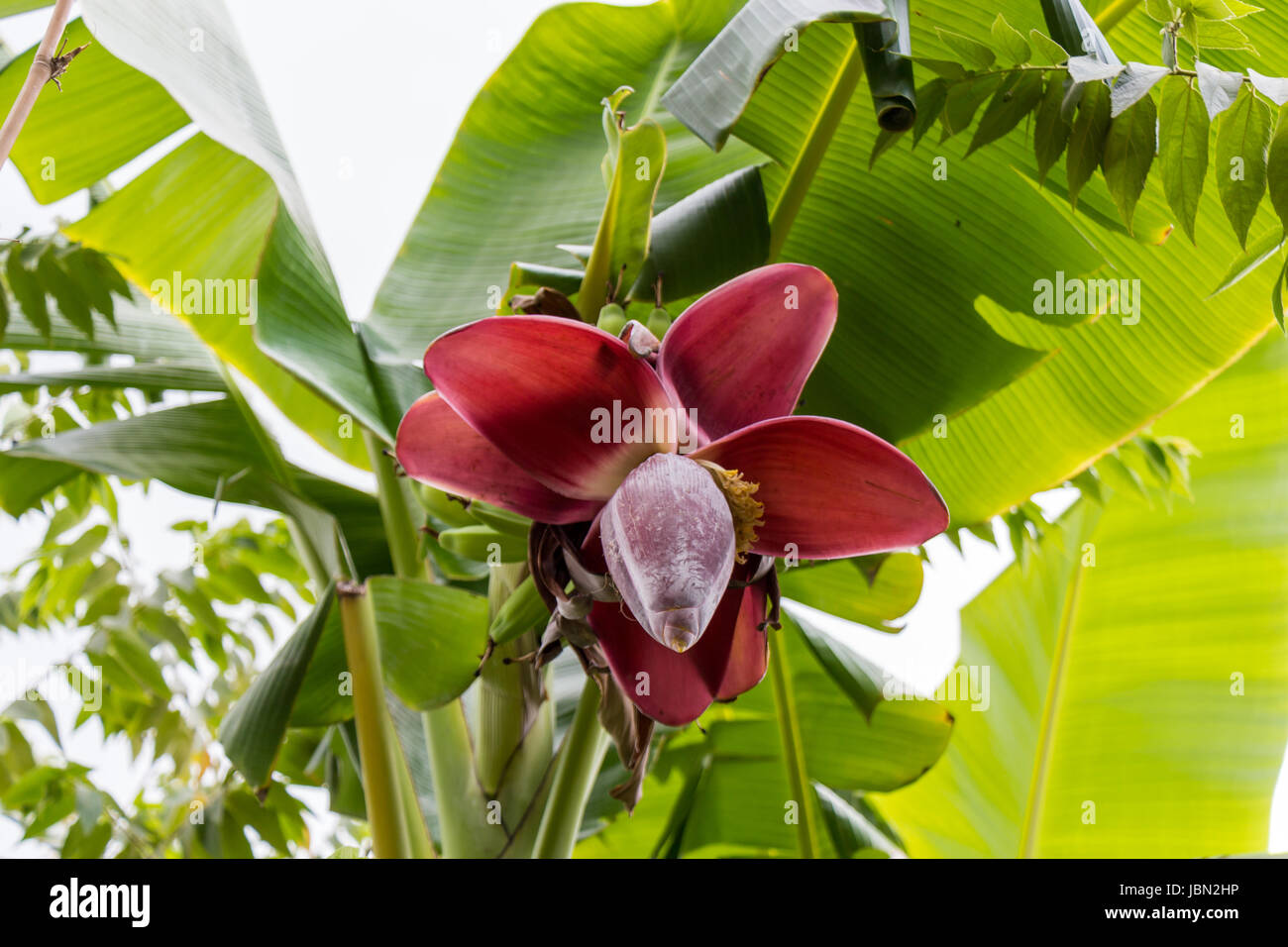 Blick in eine farbenfrohe Bananenblüte auf Bali an einer grünen ...