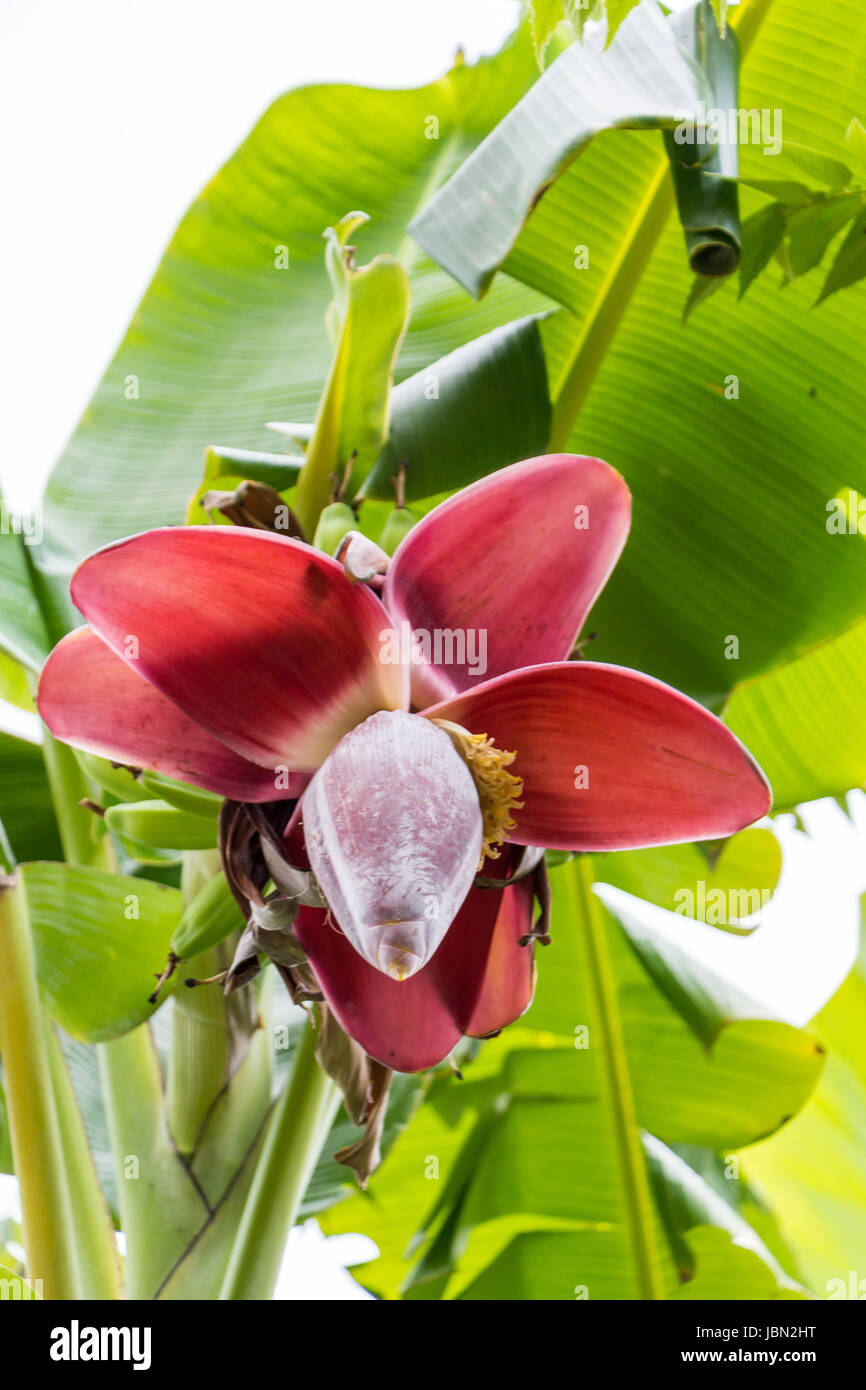 Blick in eine farbenfrohe Bananenblüte auf Bali an einer grünen ...