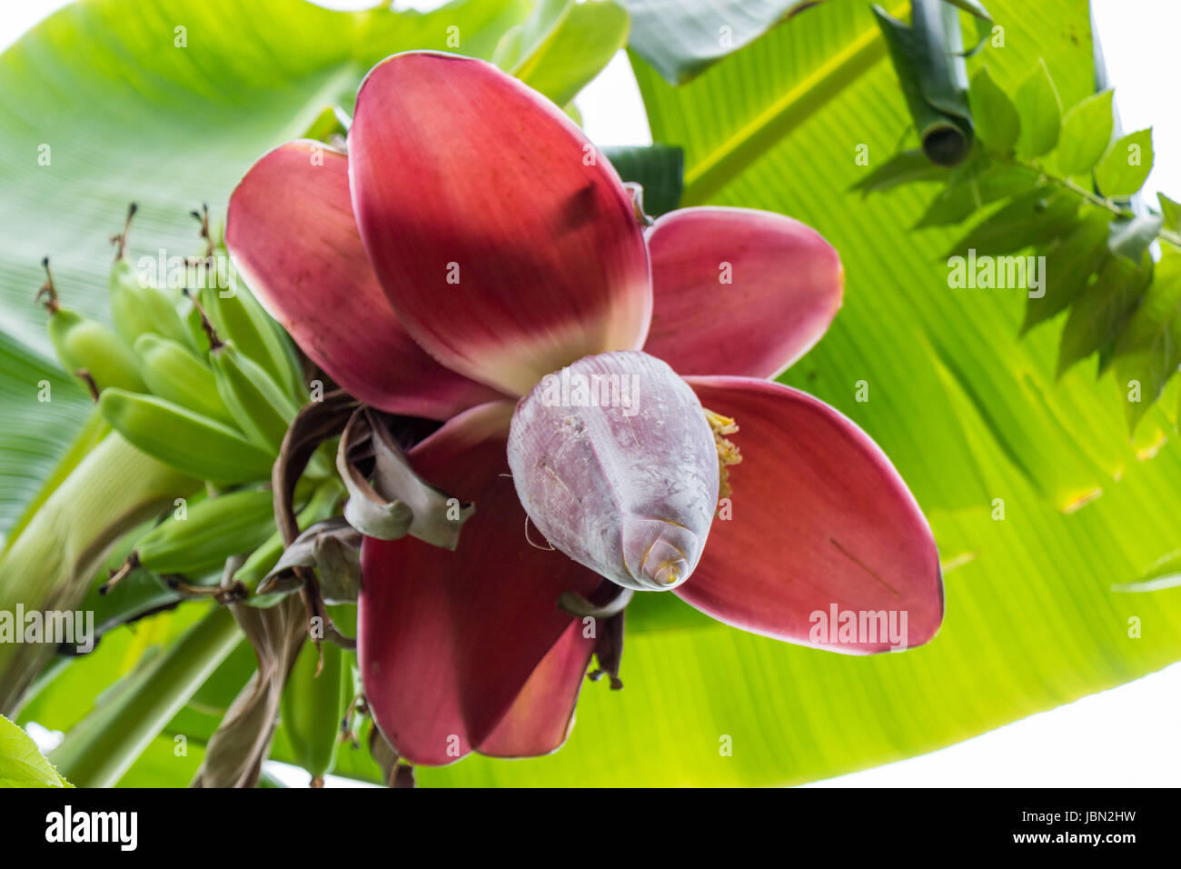Blick in eine farbenfrohe Bananenblüte auf Bali an einer grünen ...