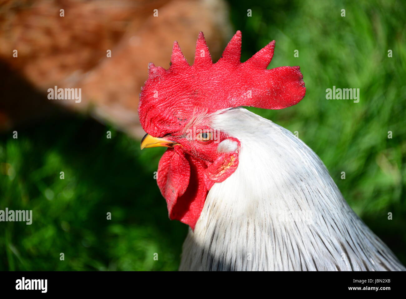 chicken / hen / tap on the meadow Stock Photo - Alamy