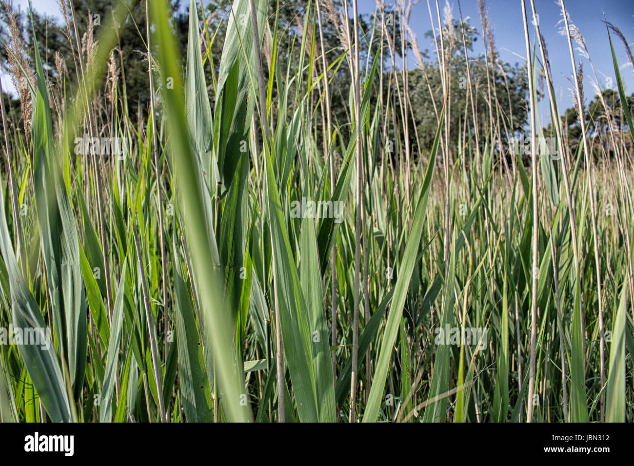 Carrizo cane hi-res stock photography and images - Alamy