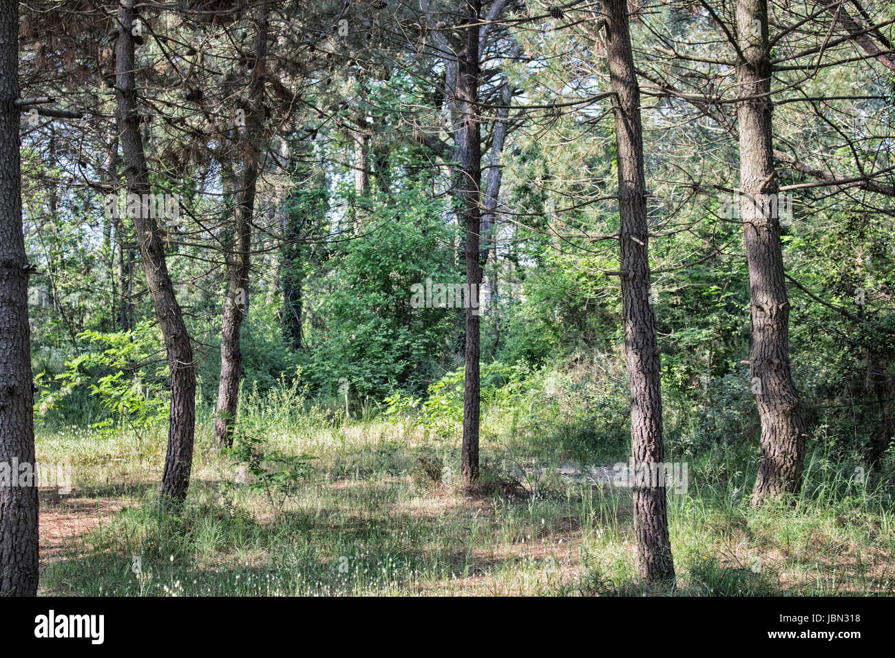 Pinewood forest on Italian countryside Stock Photo - Alamy