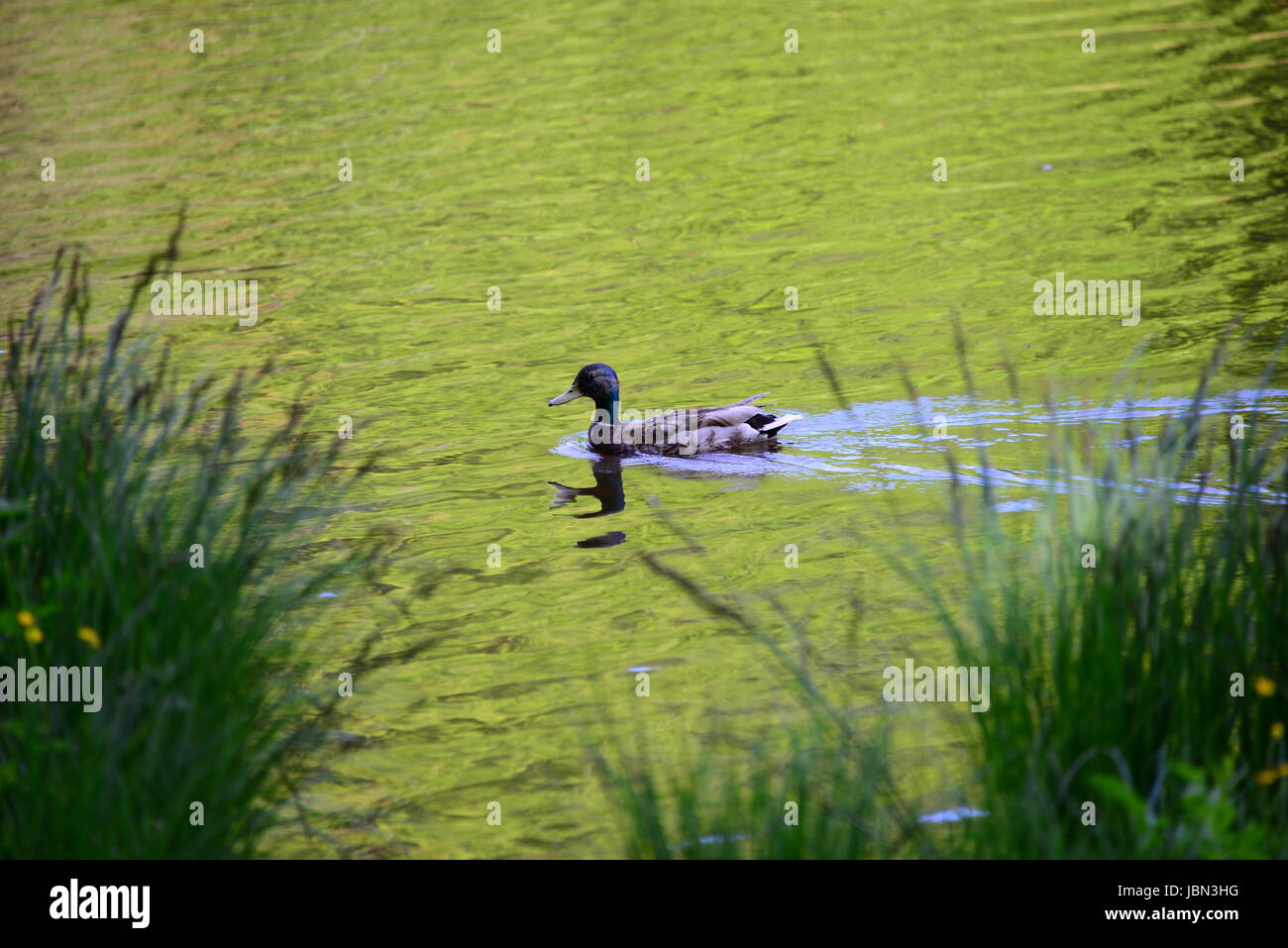 ducks on the lake Stock Photo - Alamy