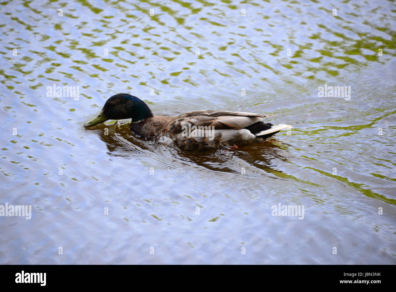 ducks on the lake Stock Photo - Alamy