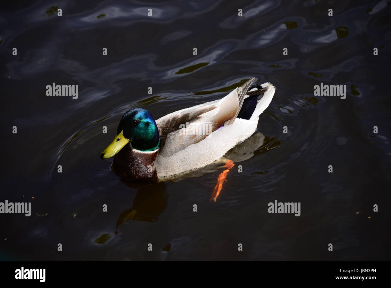 ducks on the lake Stock Photo - Alamy