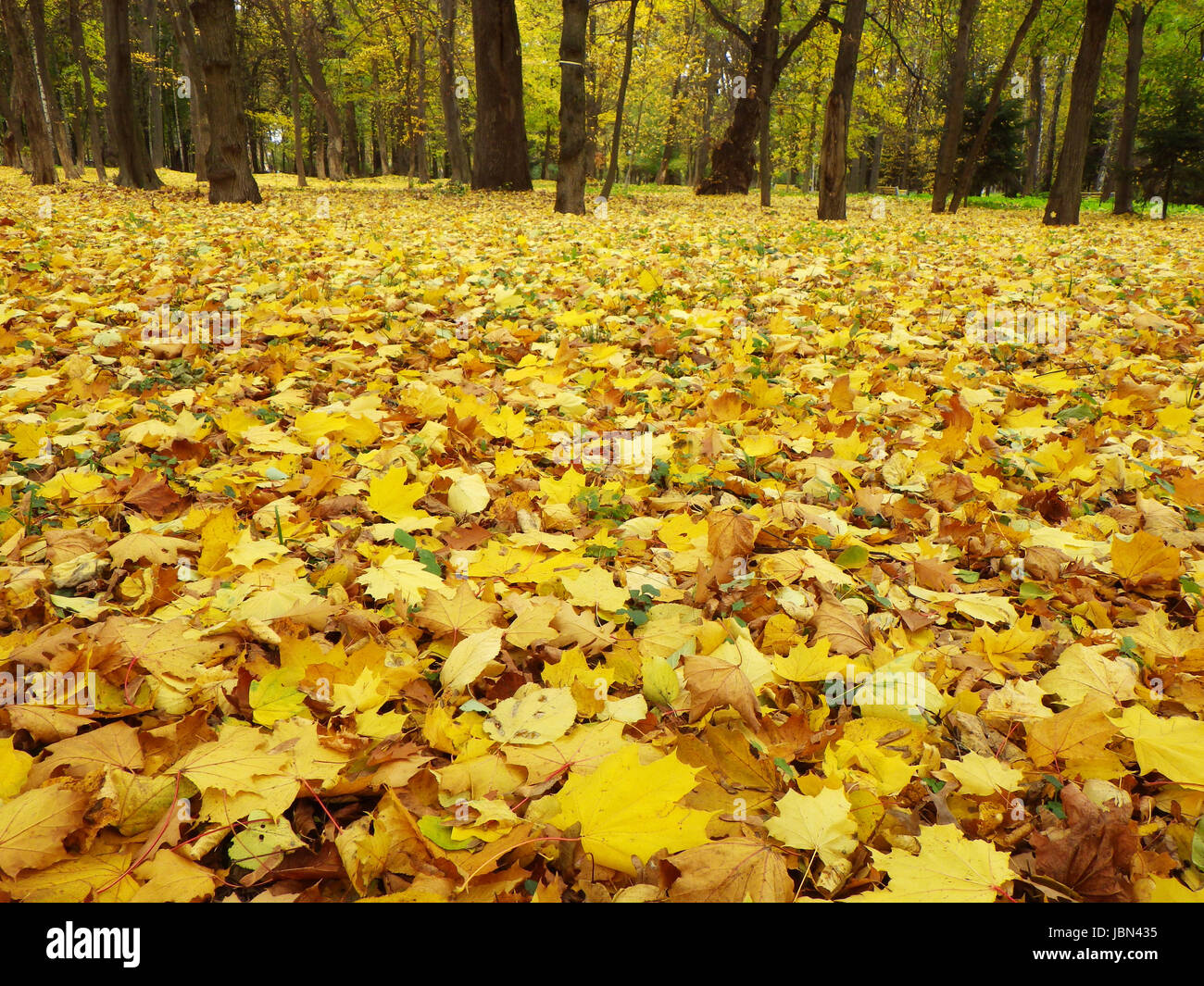 autumn forest background in a sunny day Stock Photo - Alamy
