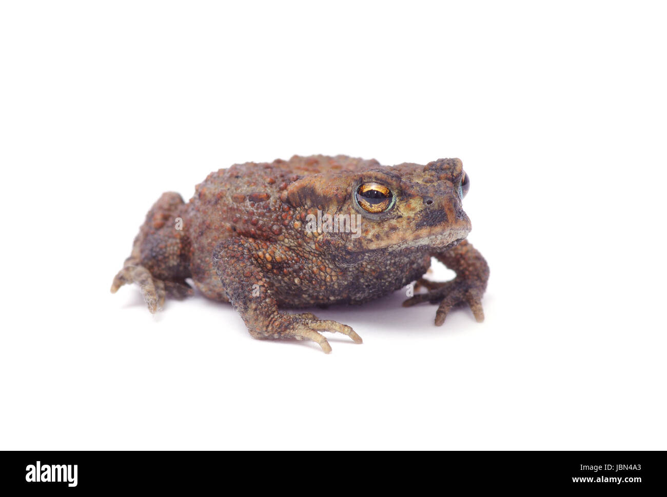 frog on a white background Stock Photo - Alamy