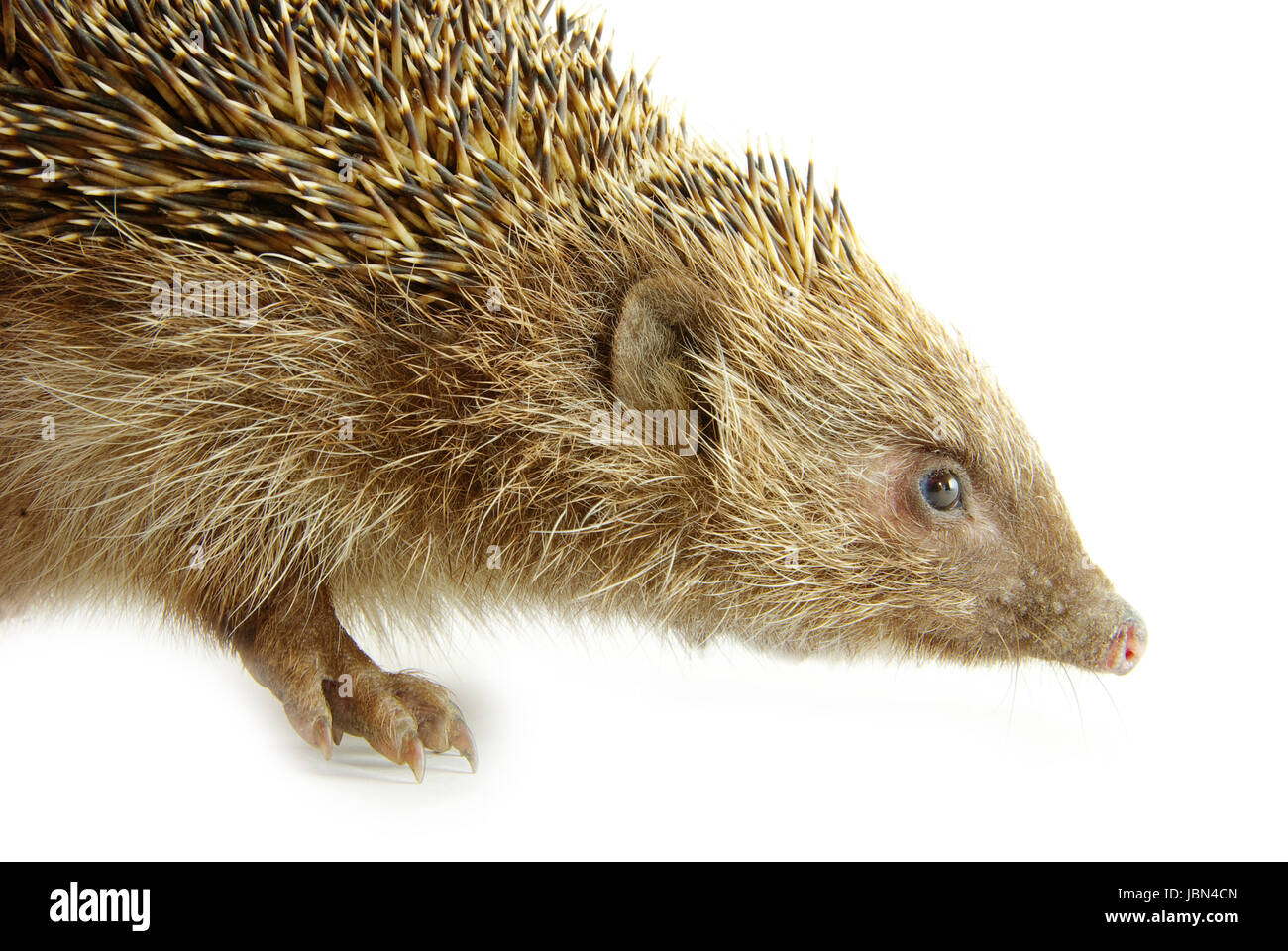 Hedgehog isolated on a white background Stock Photo - Alamy