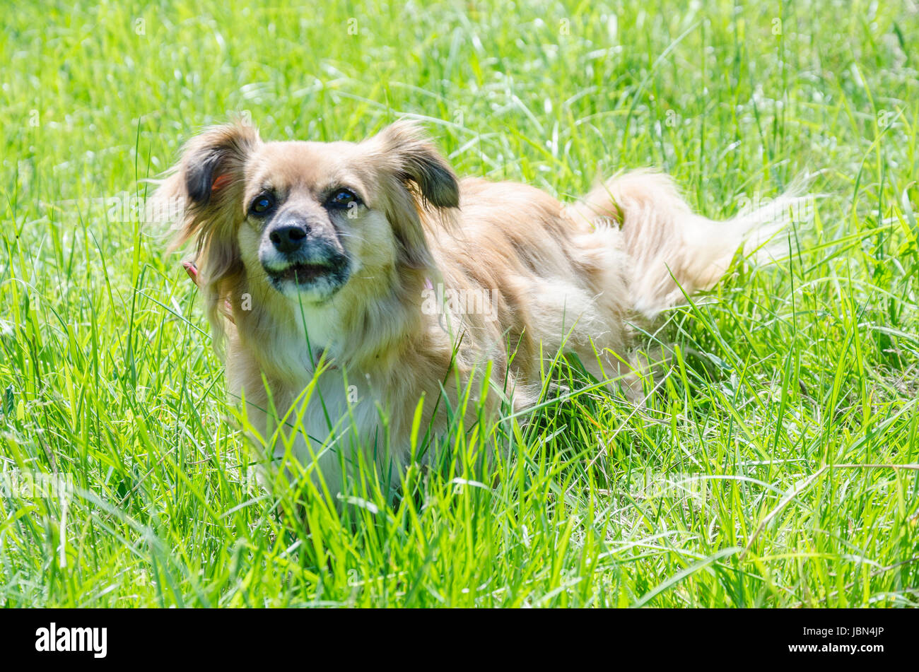 A small dog outside in long grass Stock Photo - Alamy