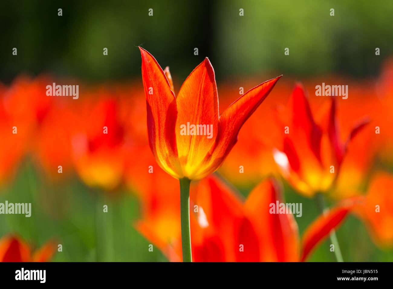 bright blooming colorful flowers tulips in garden Stock Photo - Alamy