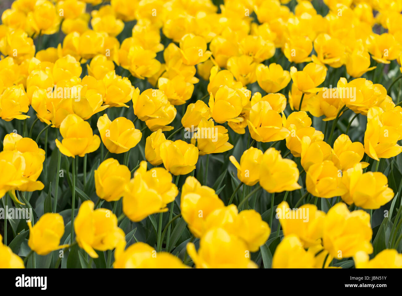 bright blooming colorful flowers tulips in garden Stock Photo - Alamy