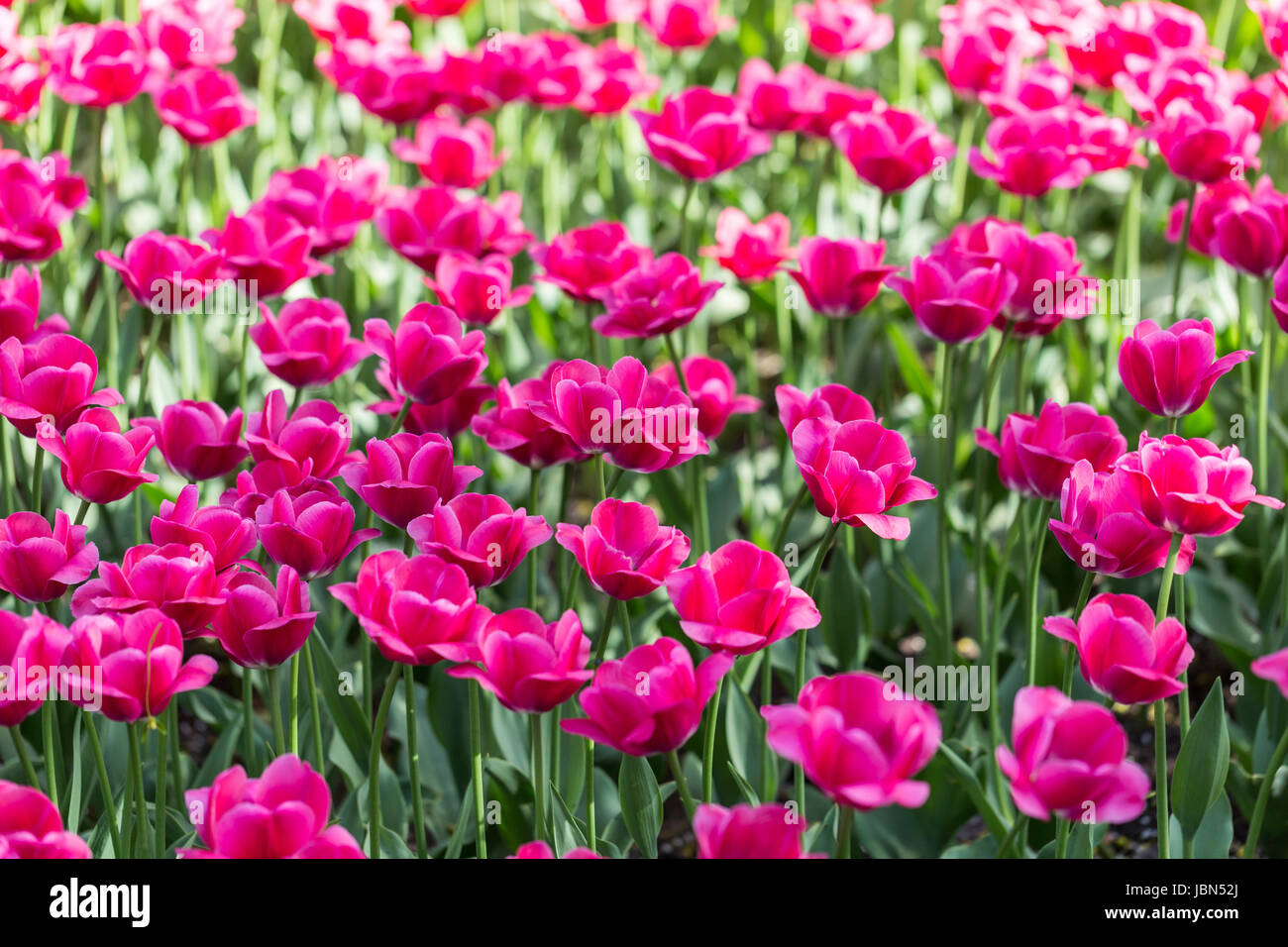 bright blooming colorful flowers tulips in garden Stock Photo - Alamy