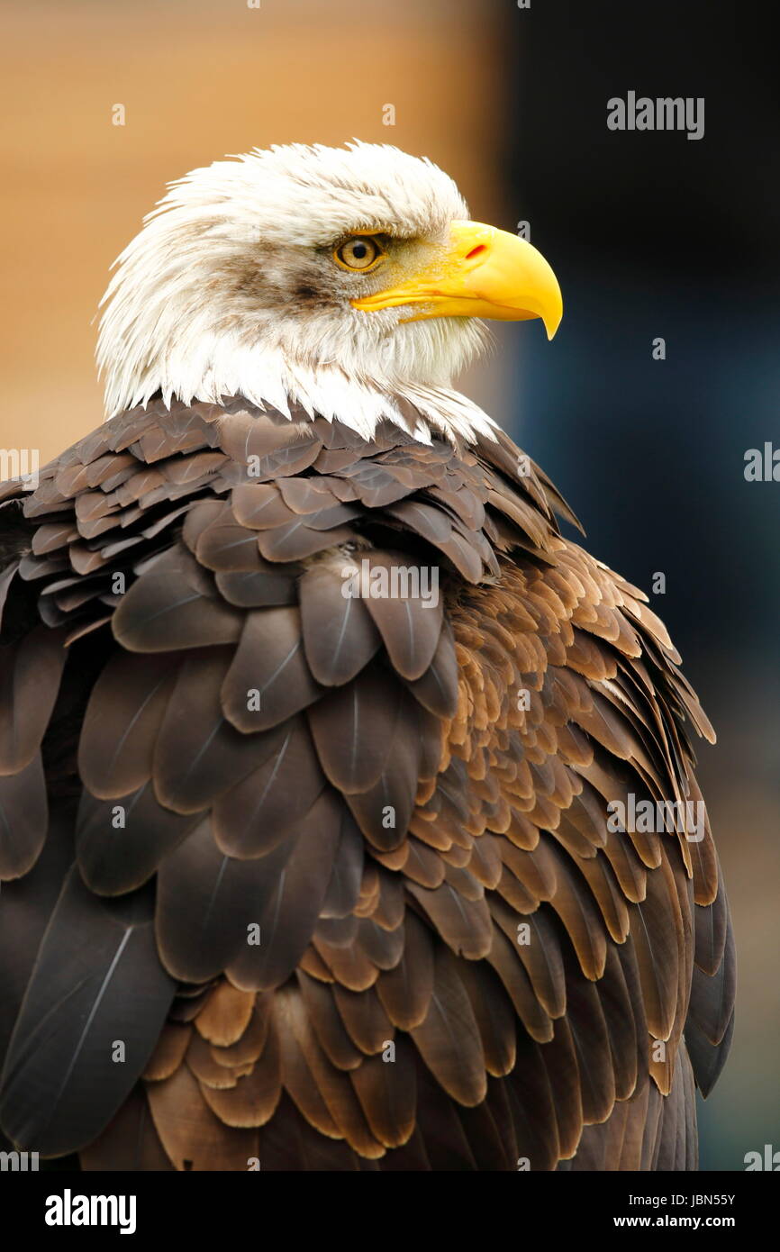 Sitzender vogel hi-res stock photography and images - Alamy