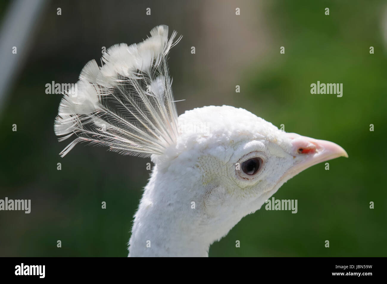 White peacock snow hi-res stock photography and images - Alamy