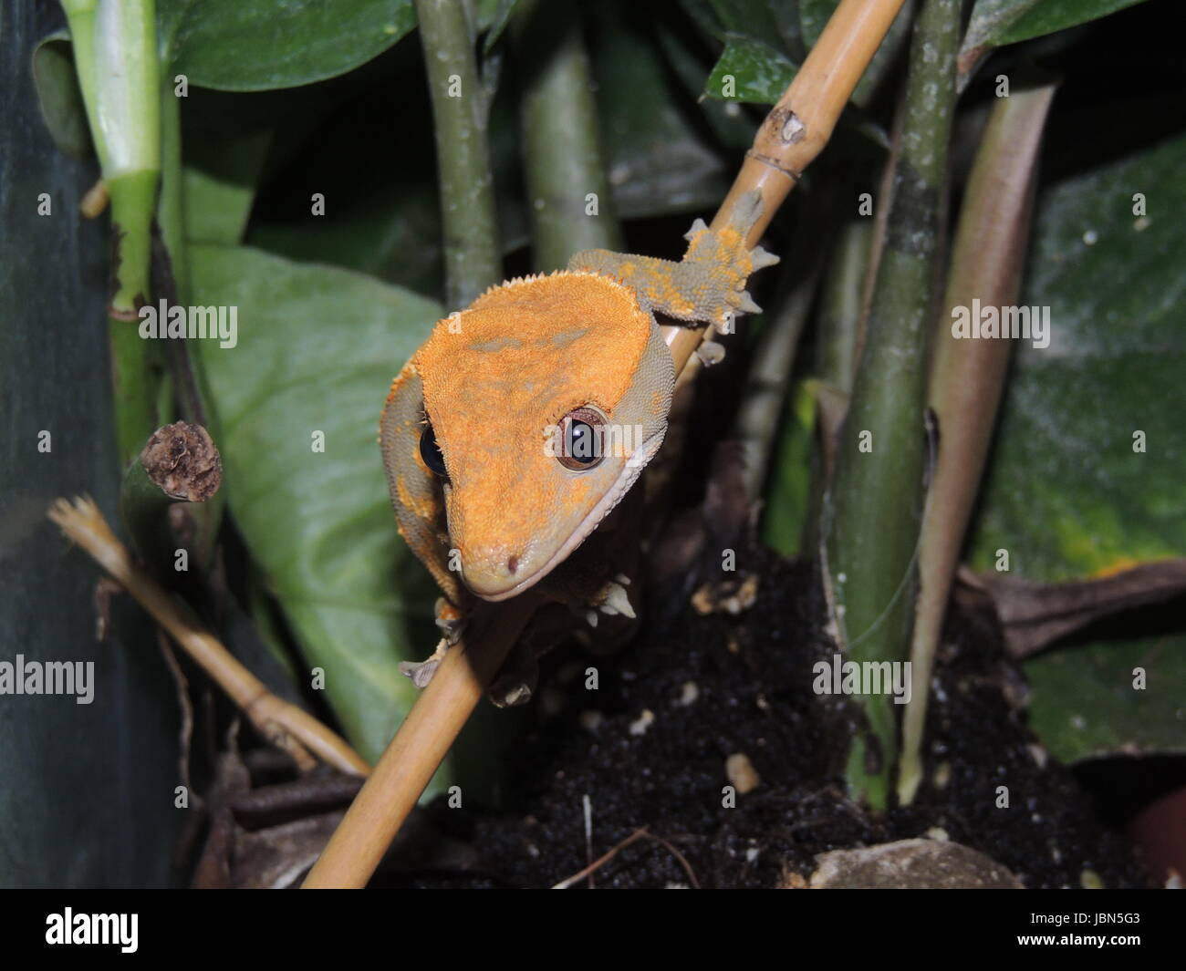 Crown gecko hi-res stock photography and images - Alamy