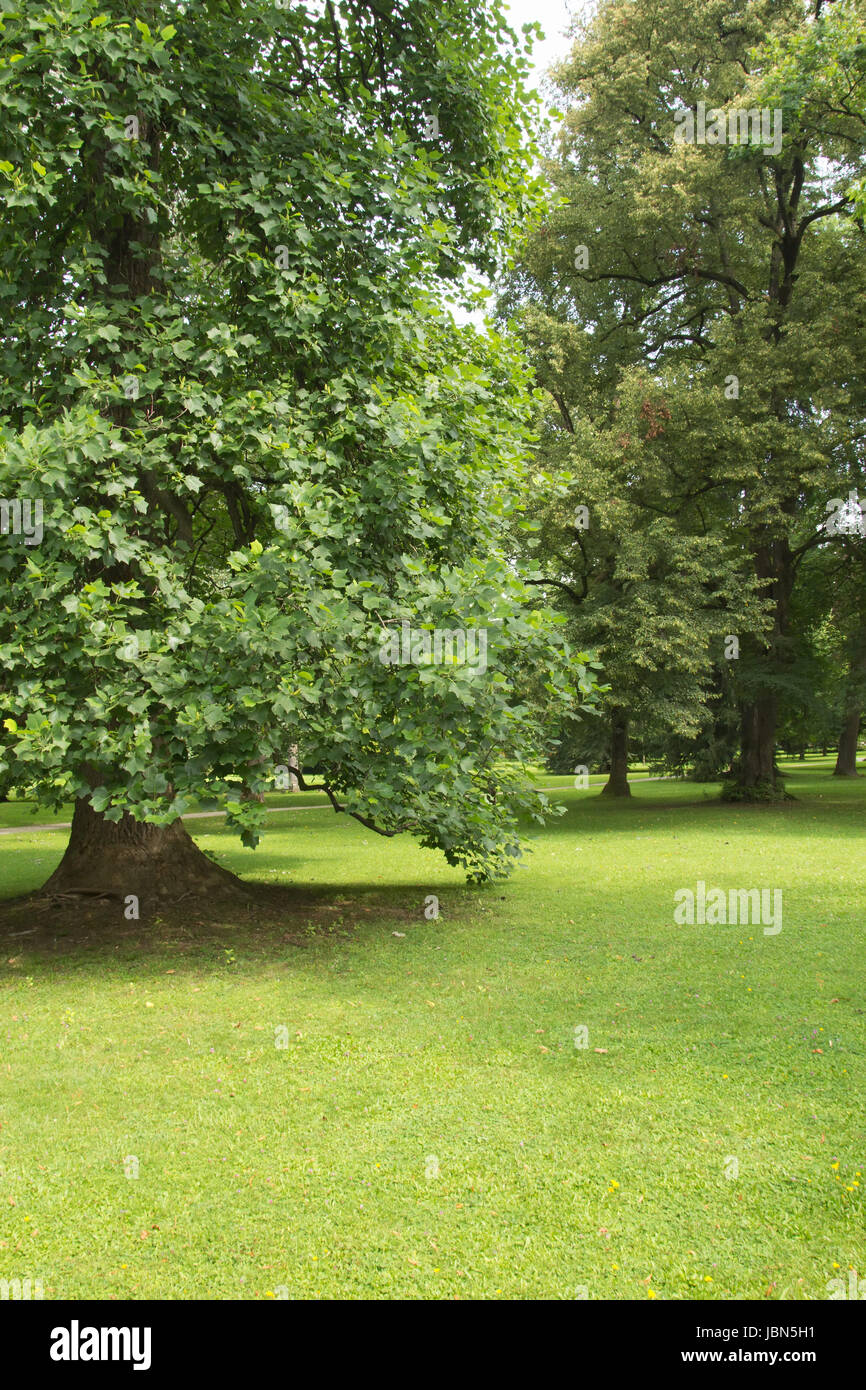 Large green leafy trees in the park. Summer Stock Photo - Alamy