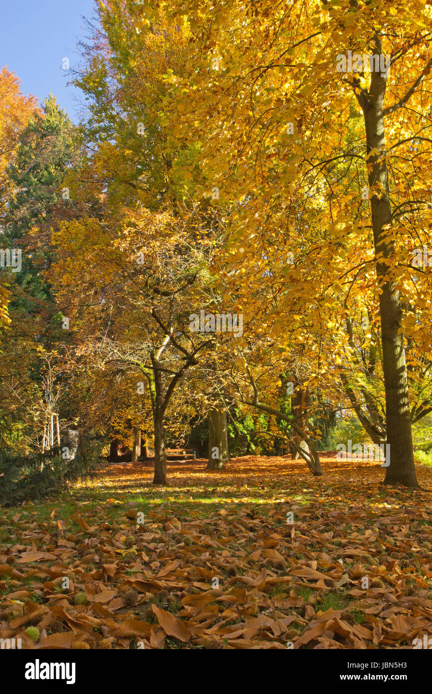 Large yellow leafy trees in the park. Fall Stock Photo - Alamy