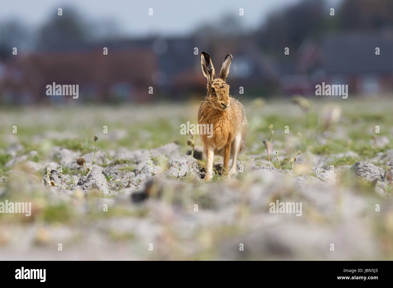 hare on field Stock Photo - Alamy