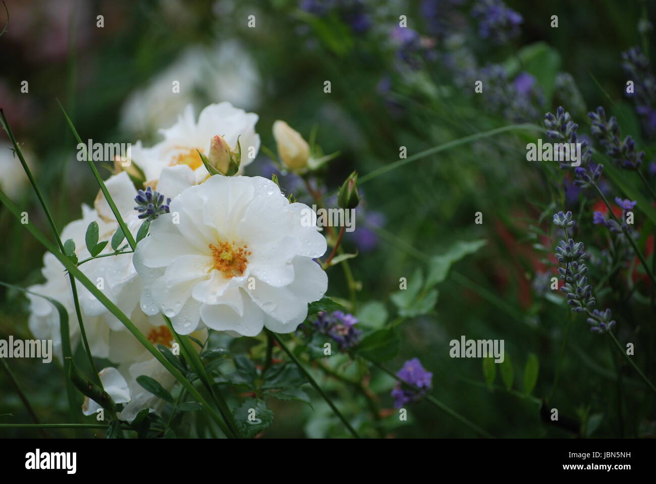 Beautiful garden roses Stock Photo - Alamy