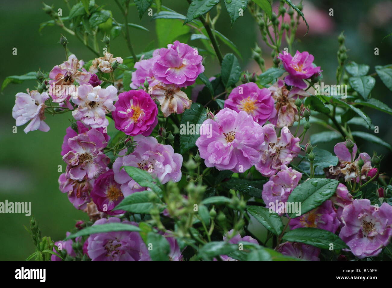 Beautiful garden roses Stock Photo - Alamy