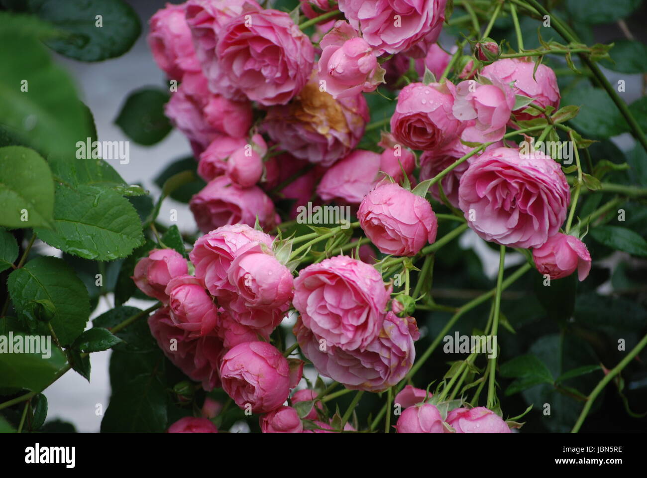 Beautiful garden roses Stock Photo - Alamy